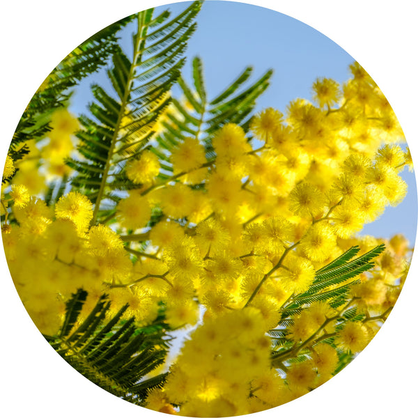 Mimosa Absolute | Organic Acacia Decurrens Floral Perfume Fixative ...