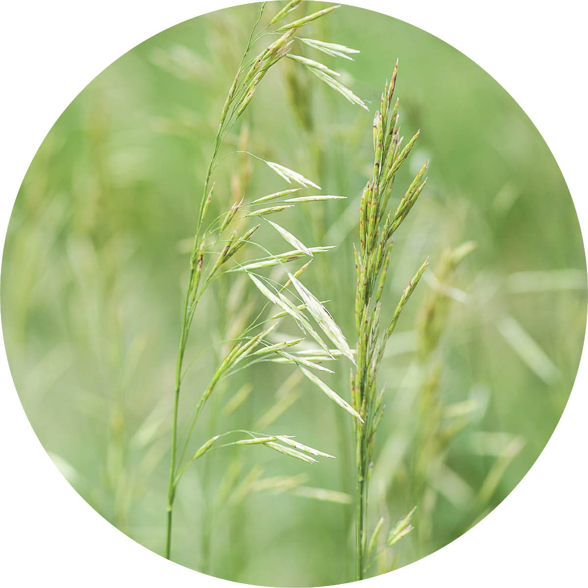 Hay - Essential Oil – Living Libations