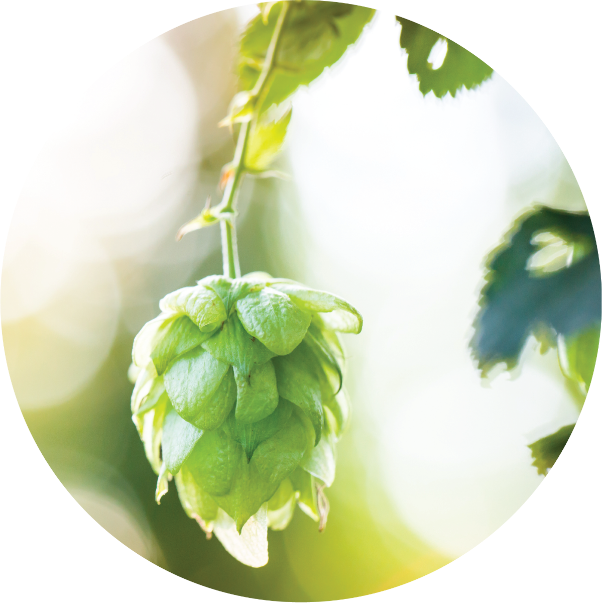 Hops - Essential Oil – Living Libations