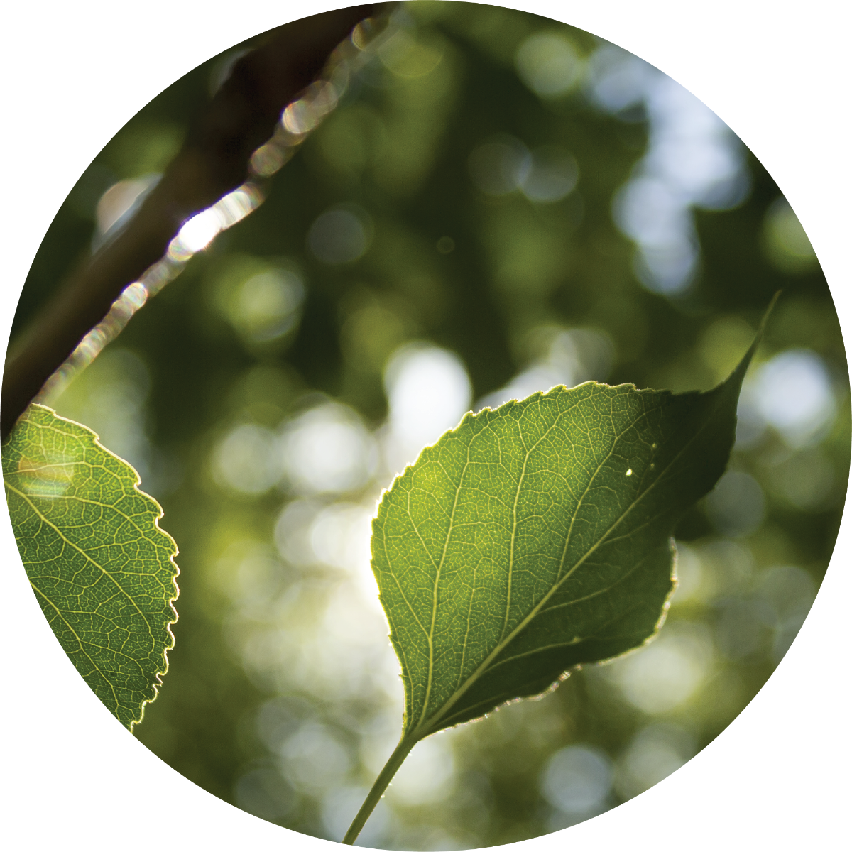 Poplar Balsam - Essential Oil – Living Libations