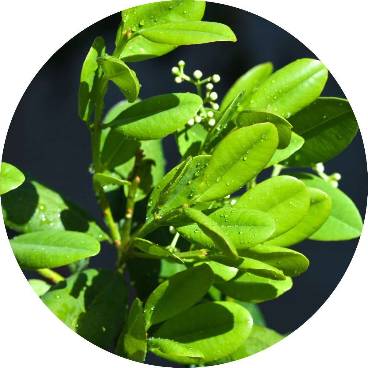 Ravensara - Essential Oil – Living Libations
